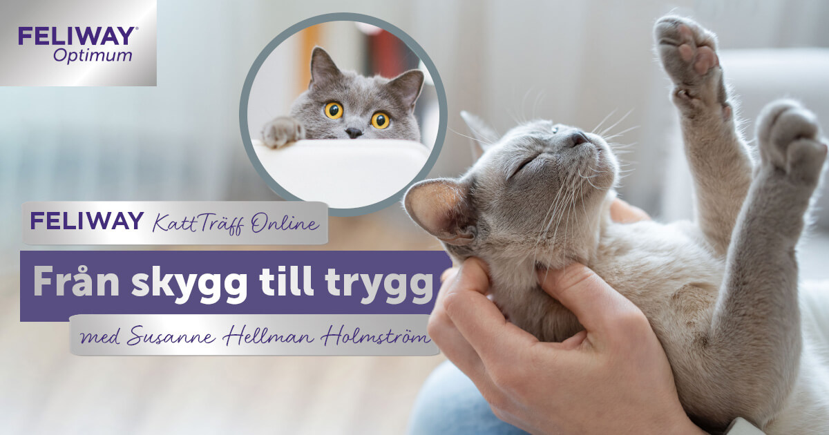 KattTräff Online: Från skygg till trygg